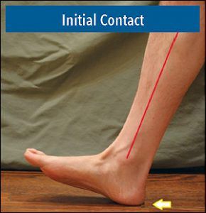 Aspects of the Gait Cycle: Part 1 - Hersco Edu Center