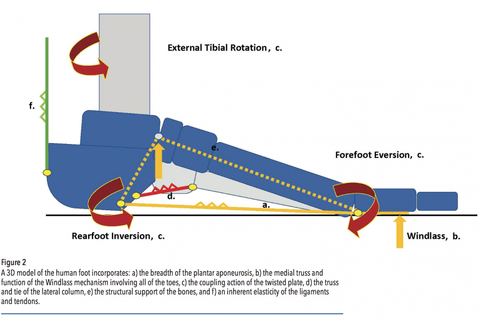 The Biomechanics of Running: Part 1 - Hersco Edu Center The Biomechanics of Running: Part 1 - Hersco Edu Center